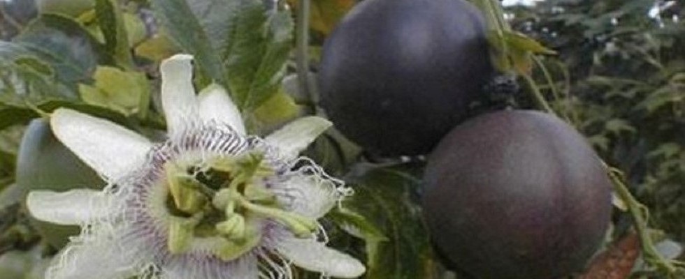La Gulupa y la Granadilla: “Pasifloras de Exportación” - Noticias